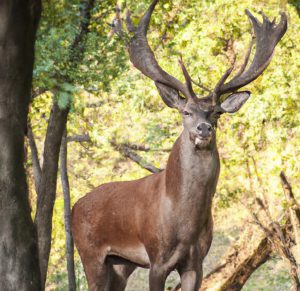 Where to Shoot a Deer With Gun or Bow